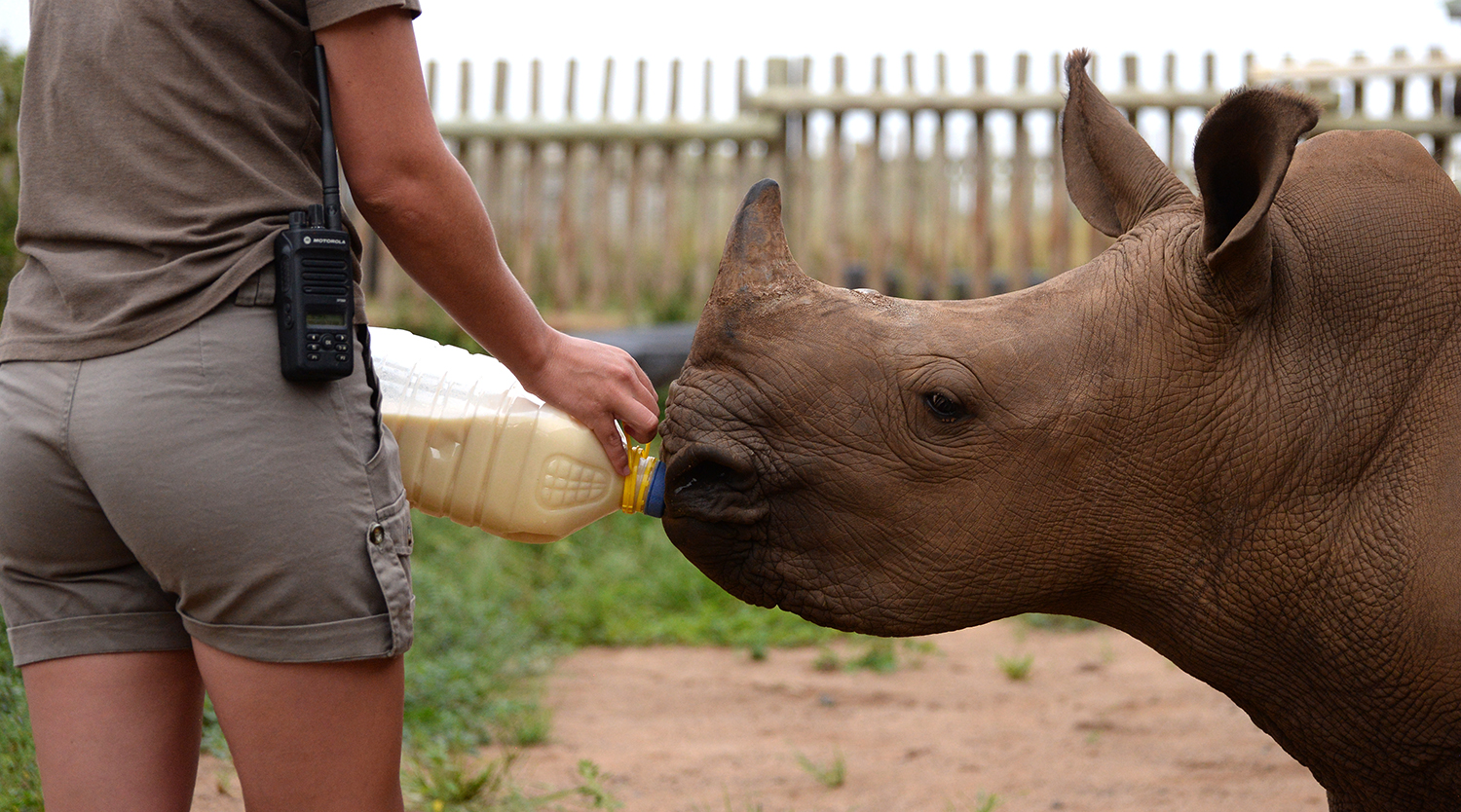 Adopt a Rhino Orphan - Helping Rhinos : Helping Rhinos