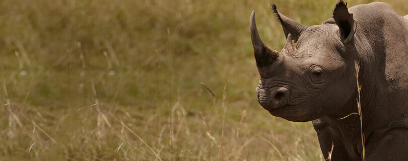 Rhino Poaching in 2024 - Helping Rhinos : Helping Rhinos