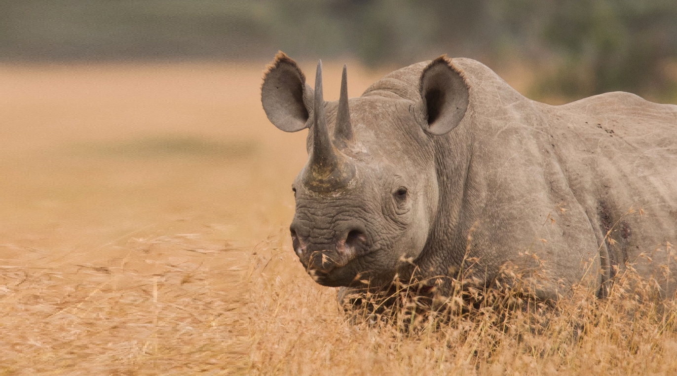 Zwarte neushoorn - Helping Rhinos : Helping Rhinos