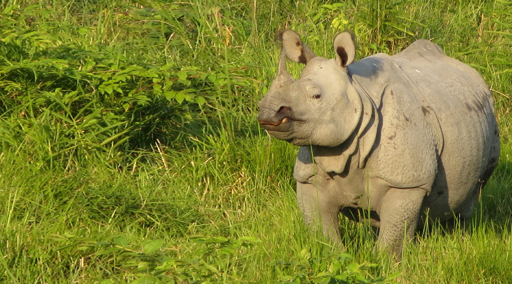 Indische neushoorn / grote eenhoornige neushoorn - Helping Rhinos ...