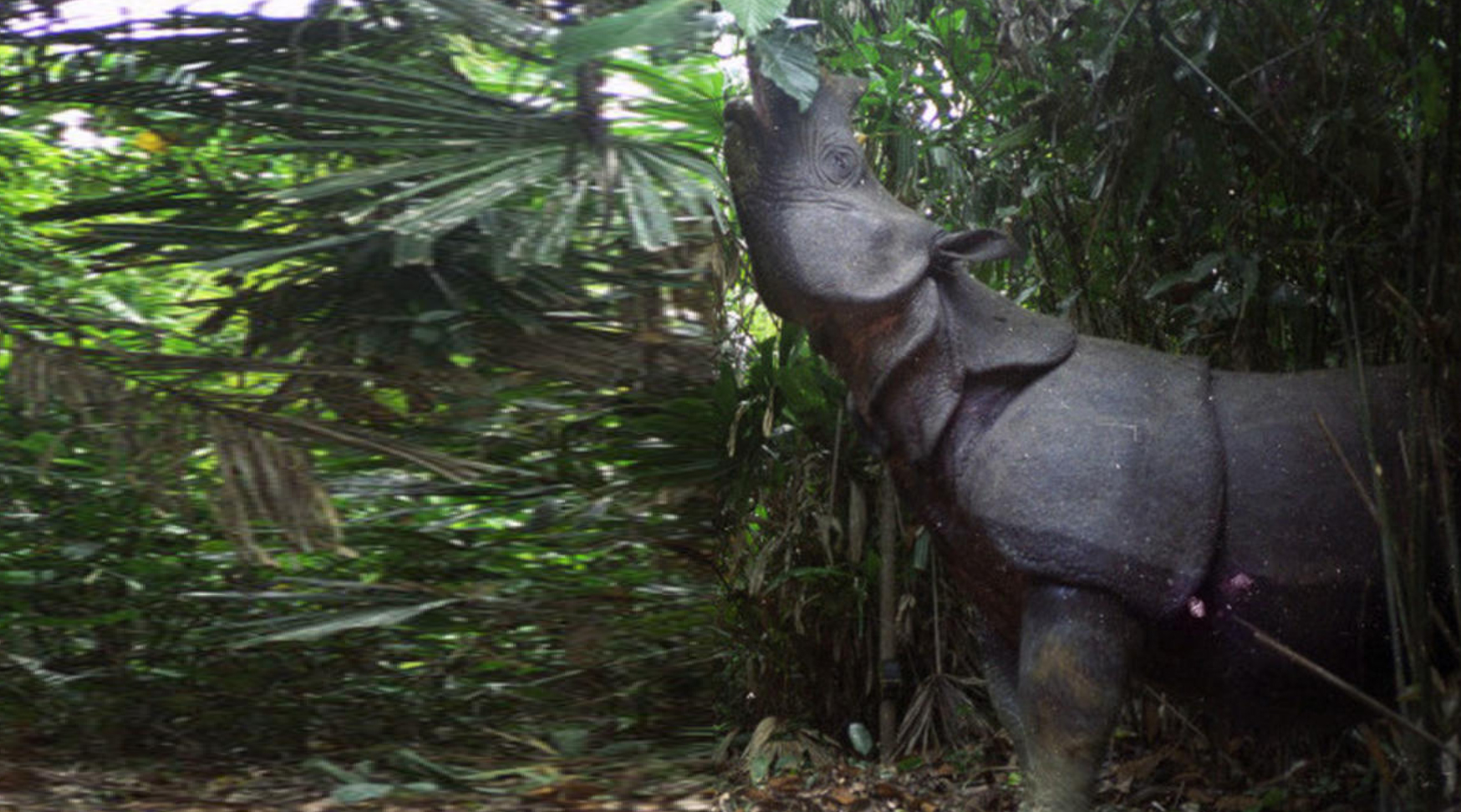 Javaanse neushoorn - Helping Rhinos : Helping Rhinos