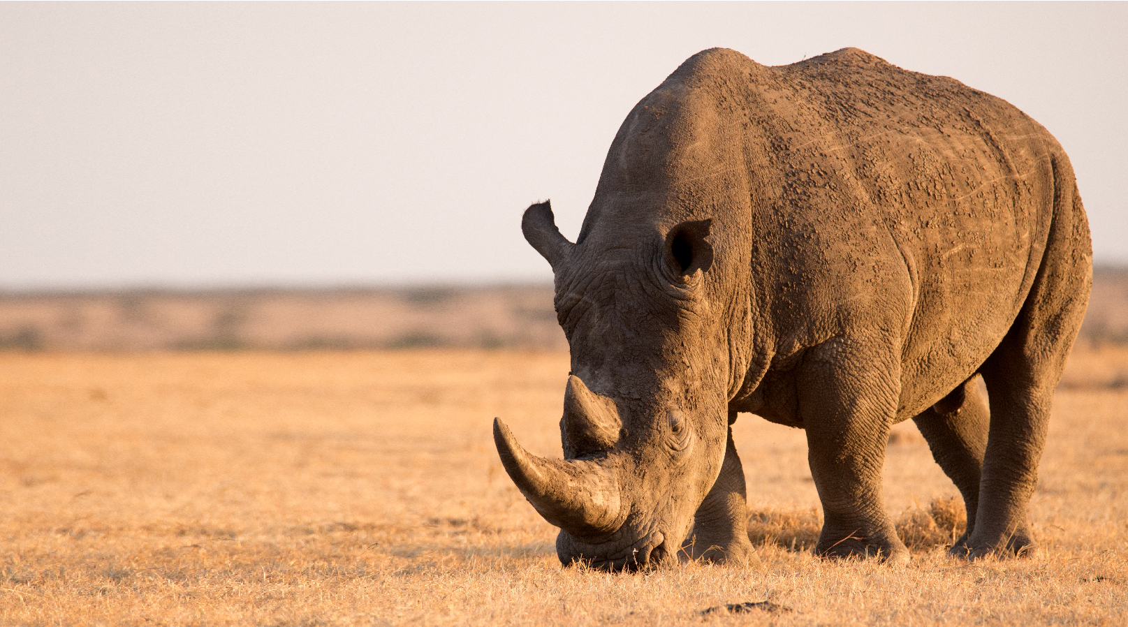 Radioactive Rhino Horns - Can a nuclear deterrent disrupt poaching ...