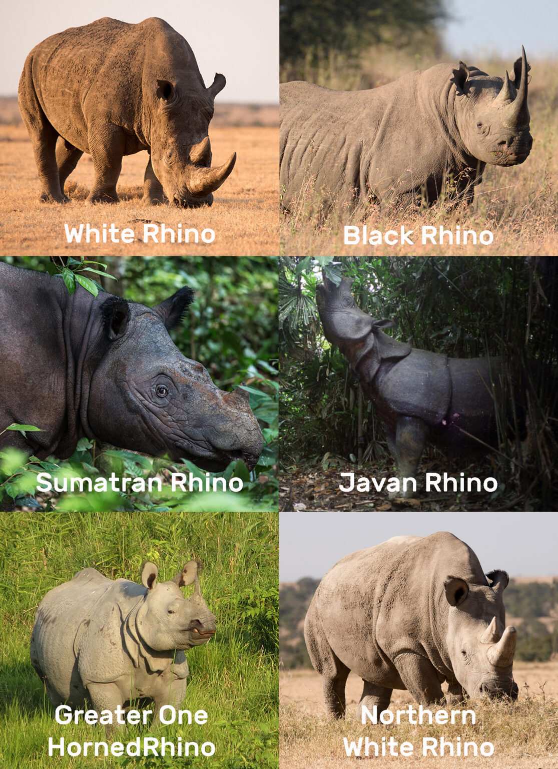 Waarom neushoorns met uitsterven worden bedreigd - Helping Rhinos ...