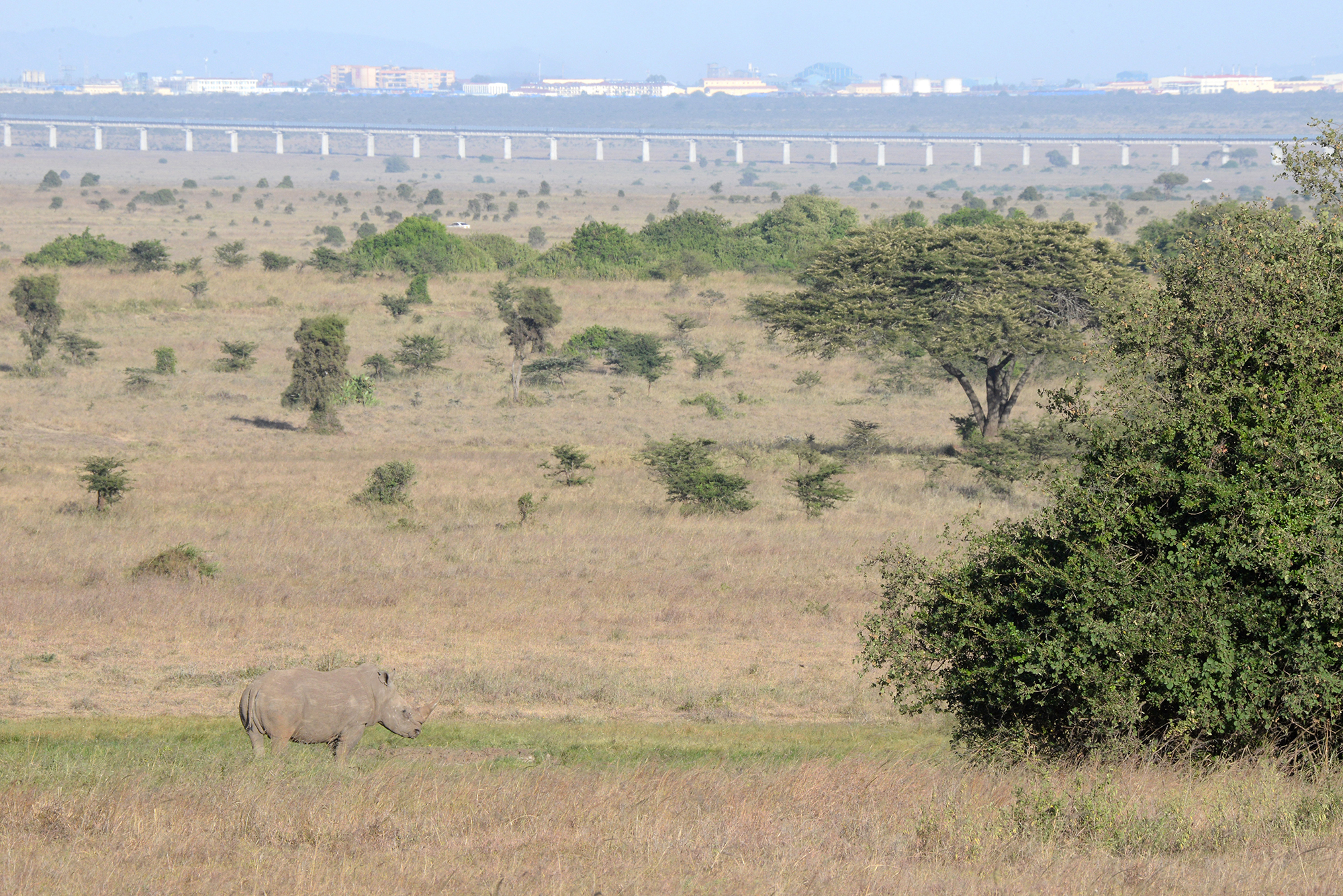 Waarom neushoorns met uitsterven worden bedreigd - Helping Rhinos ...
