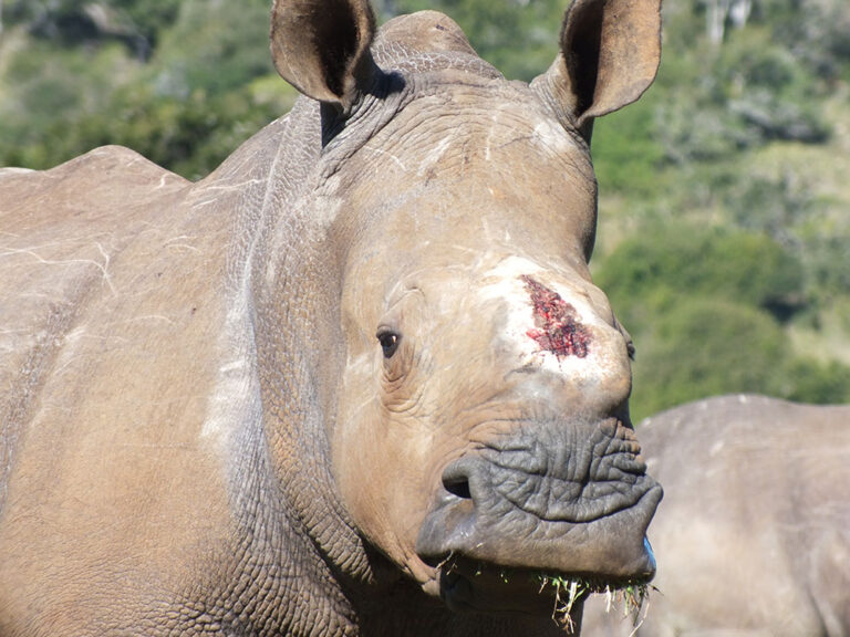 Rhino Poaching - Helping Rhinos : Helping Rhinos