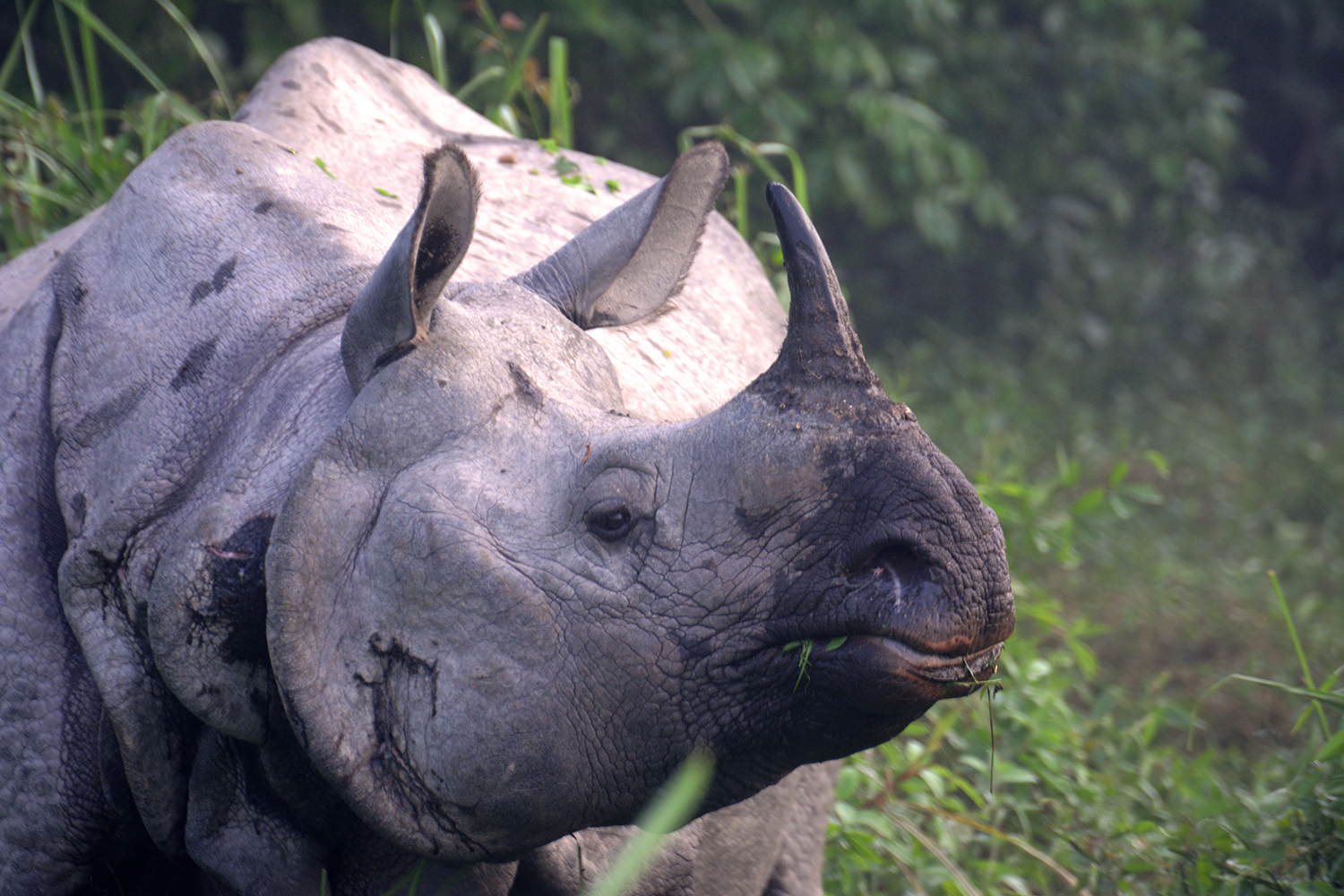 What Do Rhinos Eat? - Helping Rhinos : Helping Rhinos