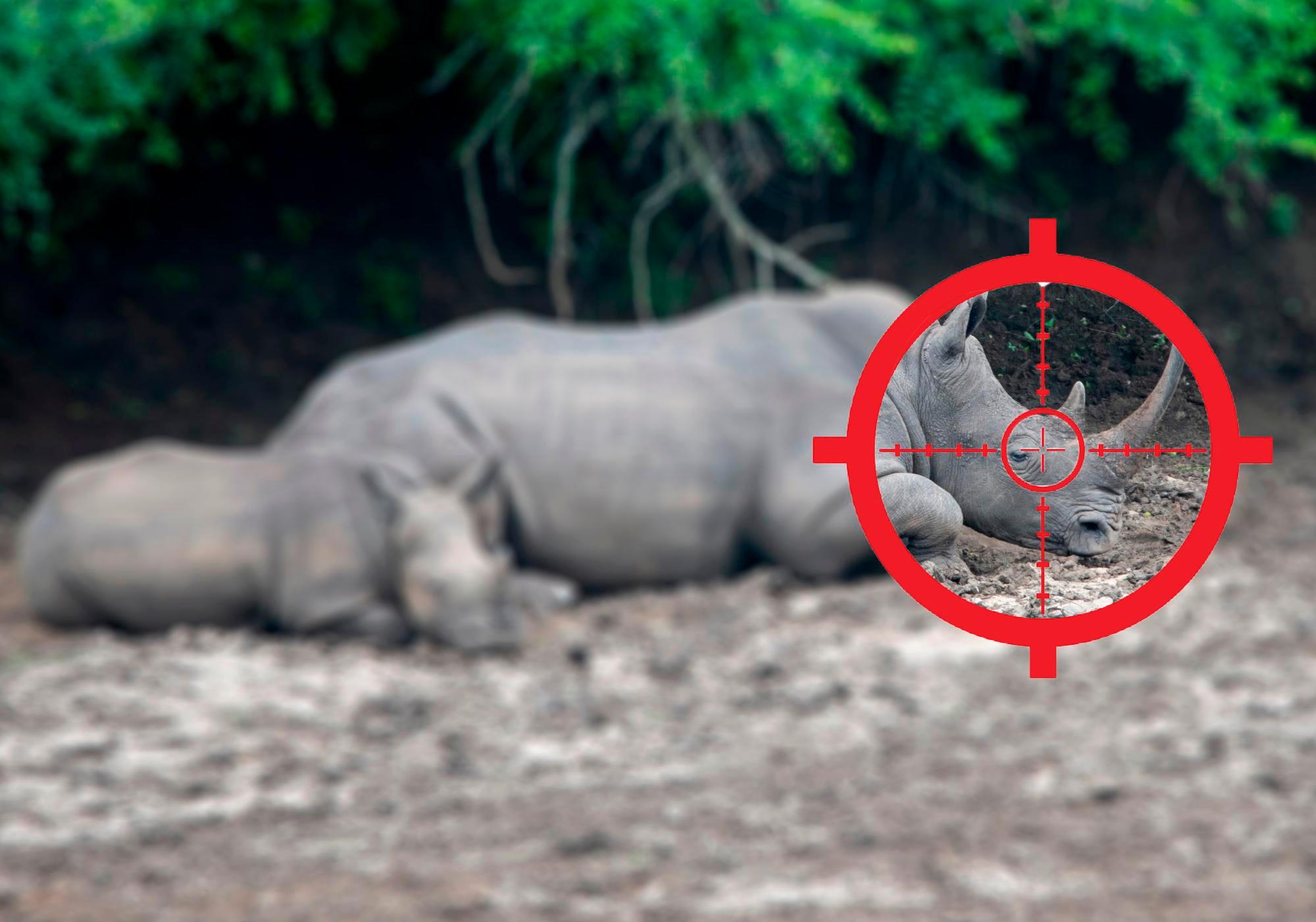 Call to End Trophy Hunting Imports - Helping Rhinos : Helping Rhinos