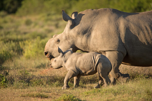 MIRACLE POACHING SURVIVOR THANDI TEN YEARS ON: HER STORY AND HER LEGACY ...