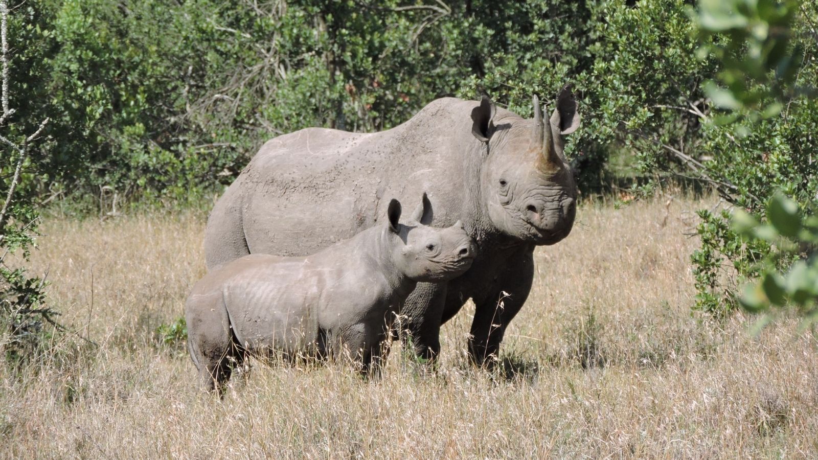 Are Rhinos Extinct? - Helping Rhinos : Helping Rhinos