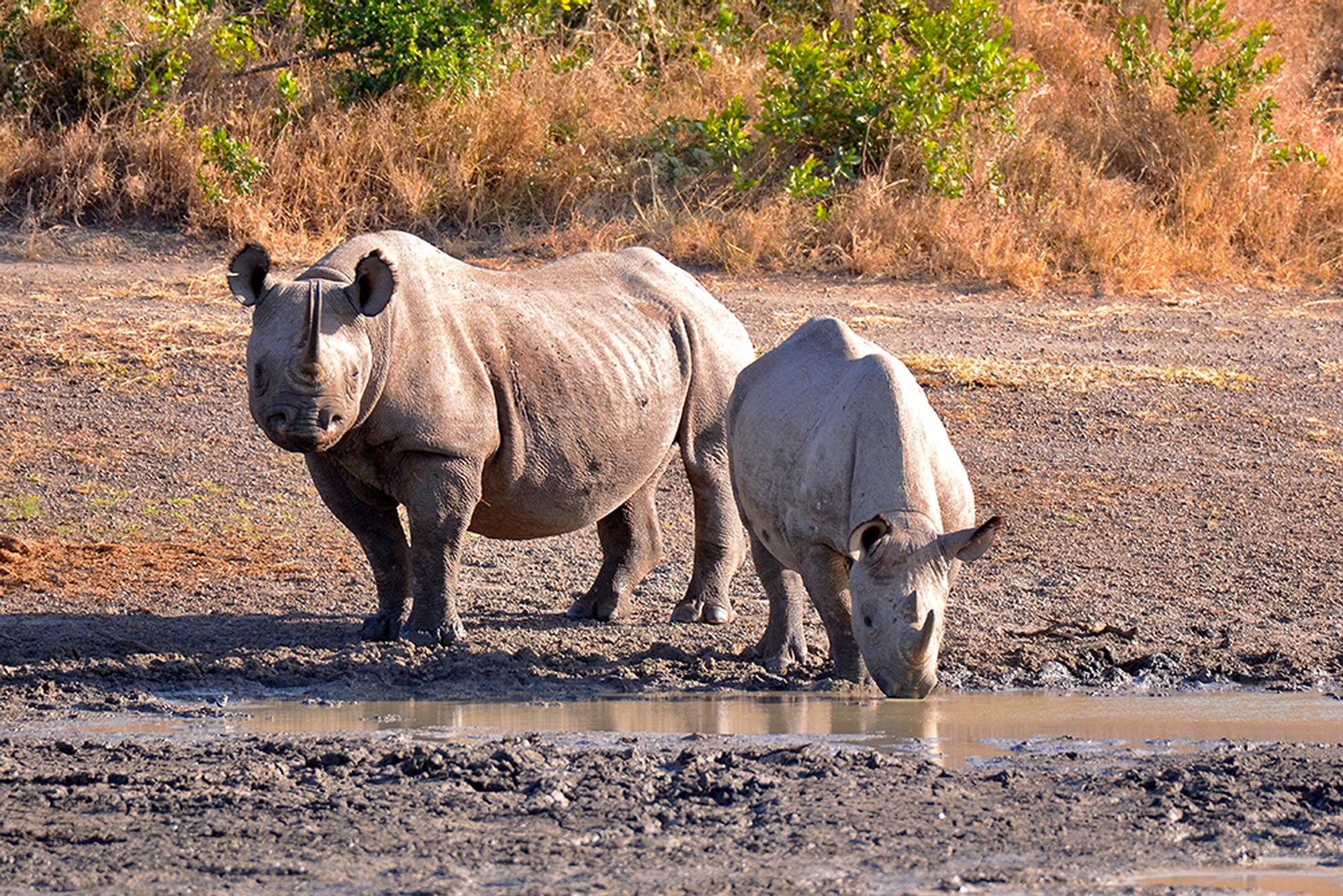Hope for Kenya's Rhinos - Helping Rhinos : Helping Rhinos