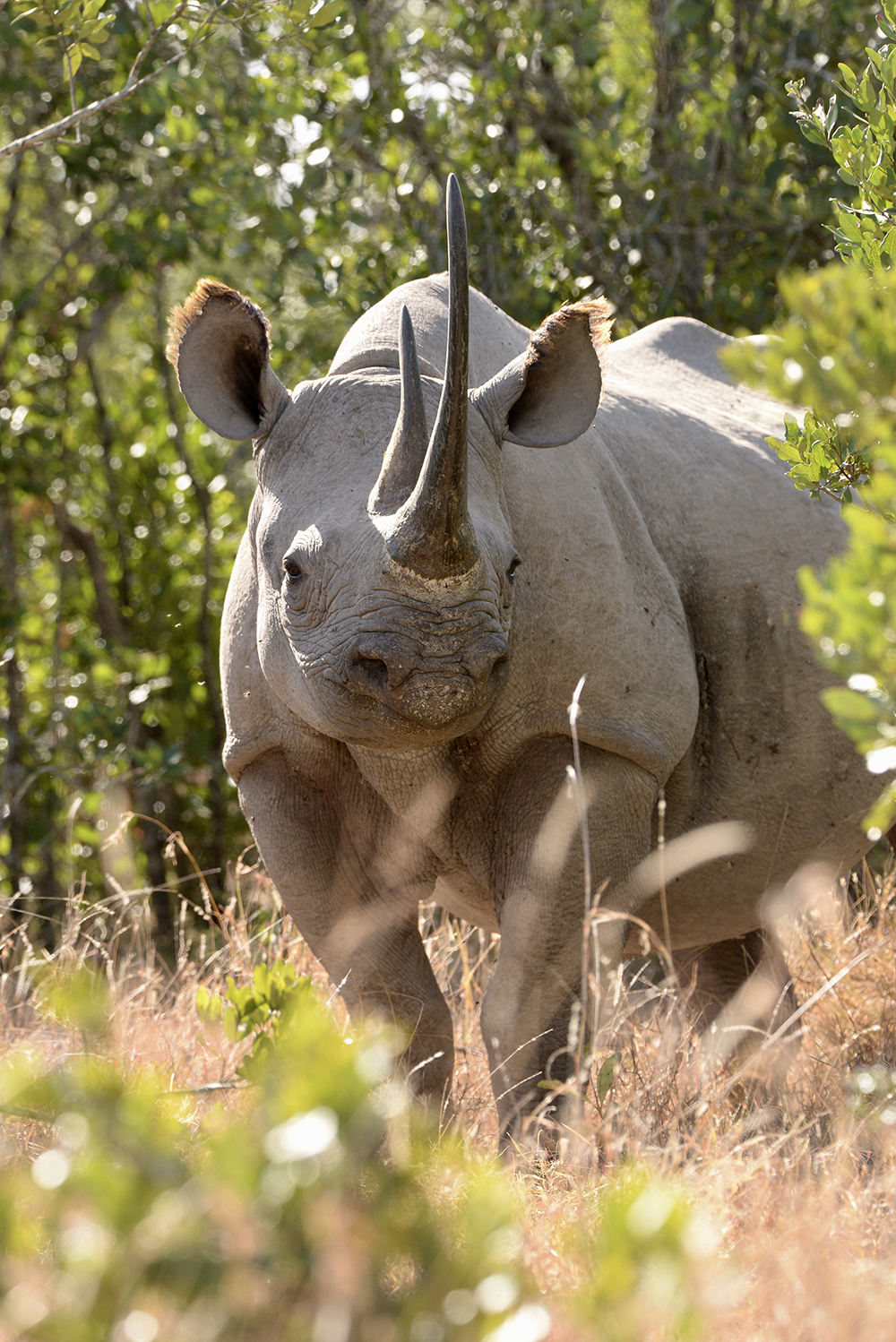 Rhino Strongholds and The Black Rhino Populations of East Africa ...