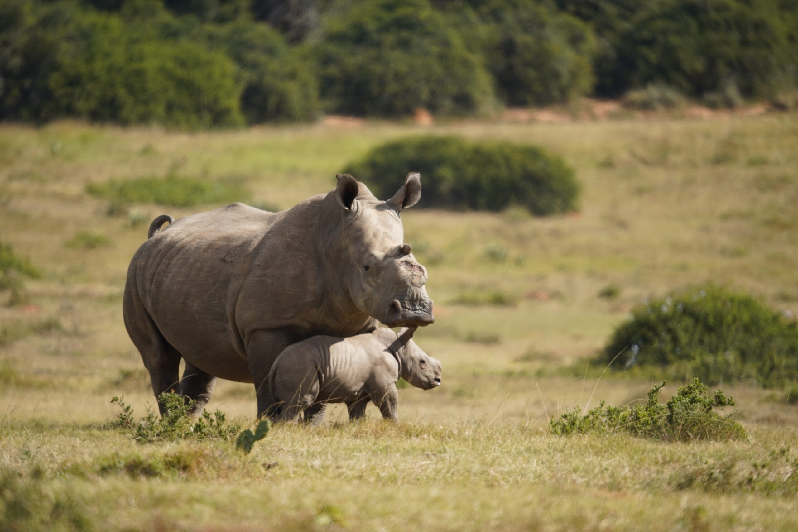 Miracle Rhino Poaching Survivor Thandi’s Family Grows Again - Helping ...