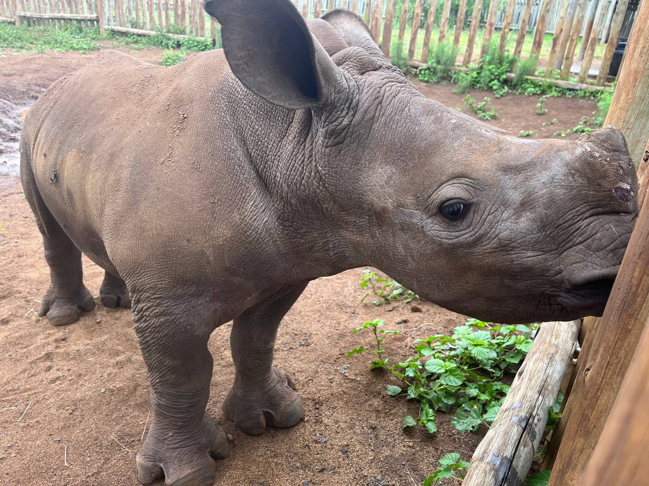 Our Latest Rhino Orphan - Helping Rhinos : Helping Rhinos