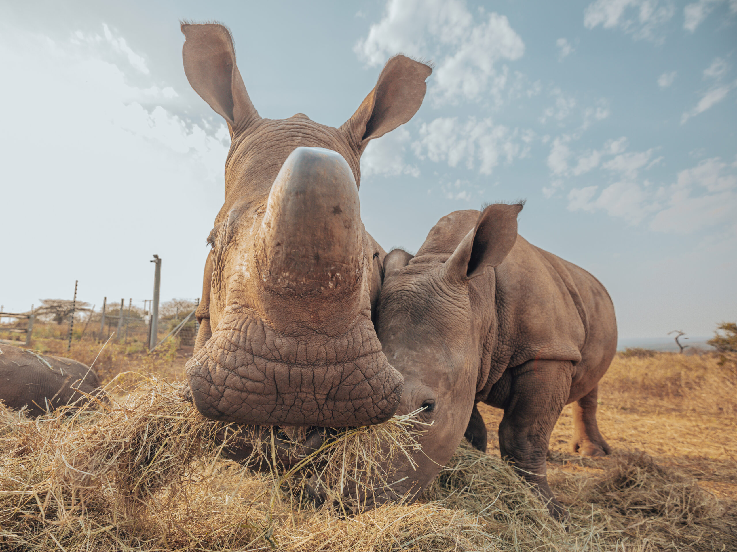 What Do Rhinos Eat? - Helping Rhinos : Helping Rhinos