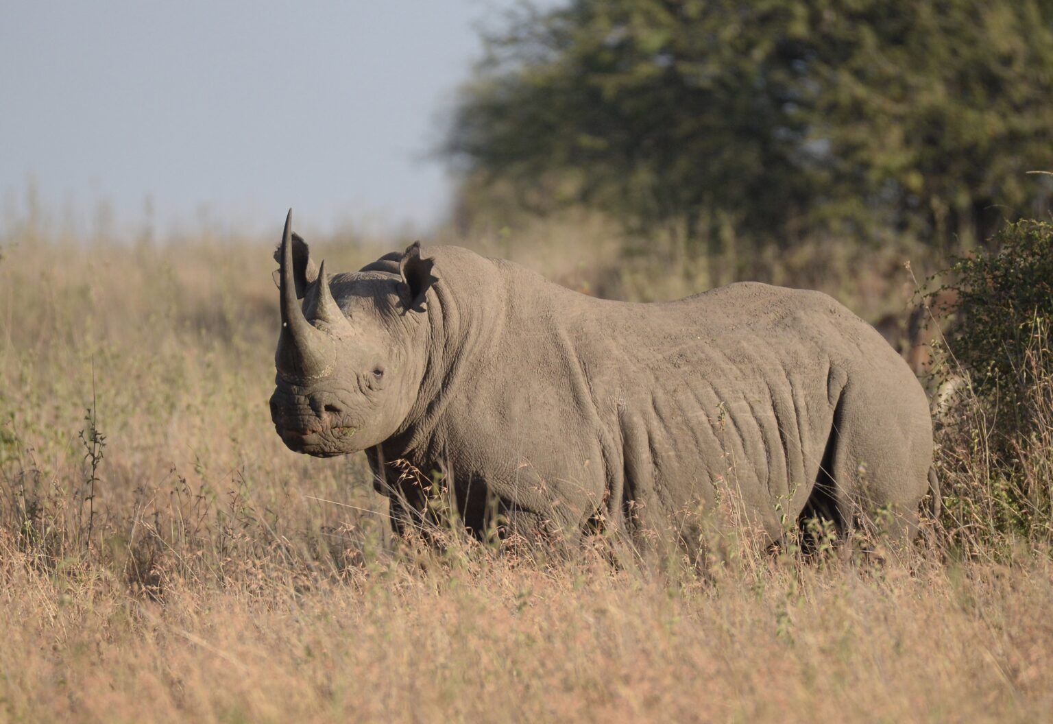 Wat eten neushoorns? - Helping Rhinos : Helping Rhinos