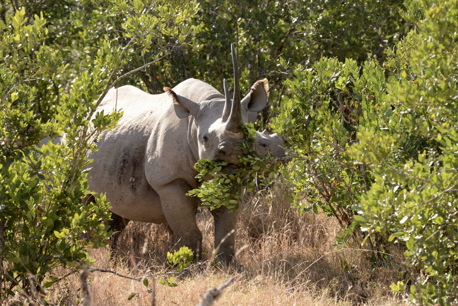 Wat eten neushoorns? - Helping Rhinos : Helping Rhinos