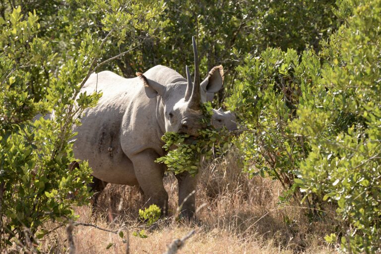 Wat eten neushoorns? - Helping Rhinos : Helping Rhinos