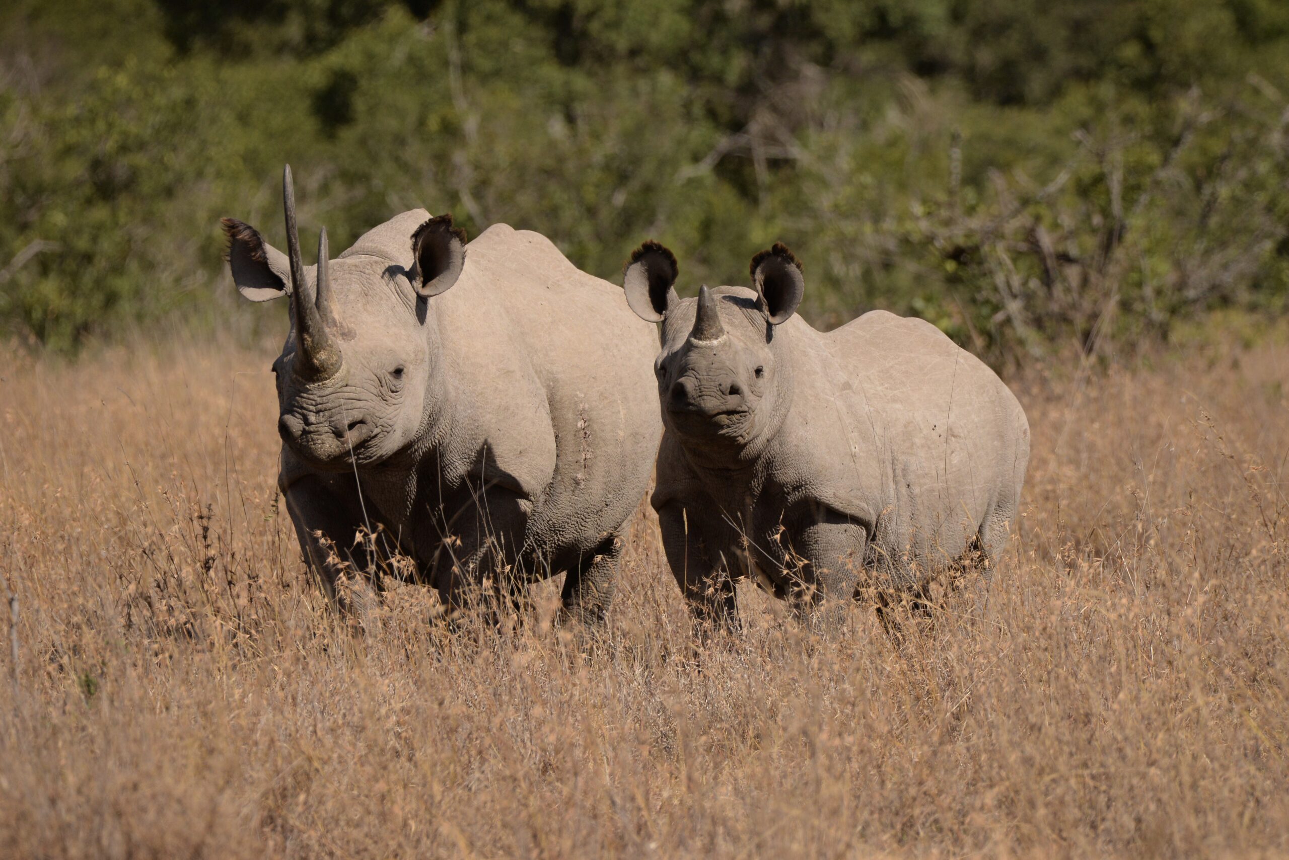 The Black Rhino: The Past, the Present and the Future - Helping Rhinos ...