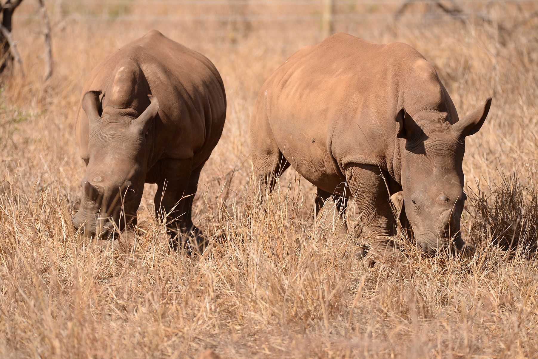 Feiten over de neushoorn - Helping Rhinos : Helping Rhinos