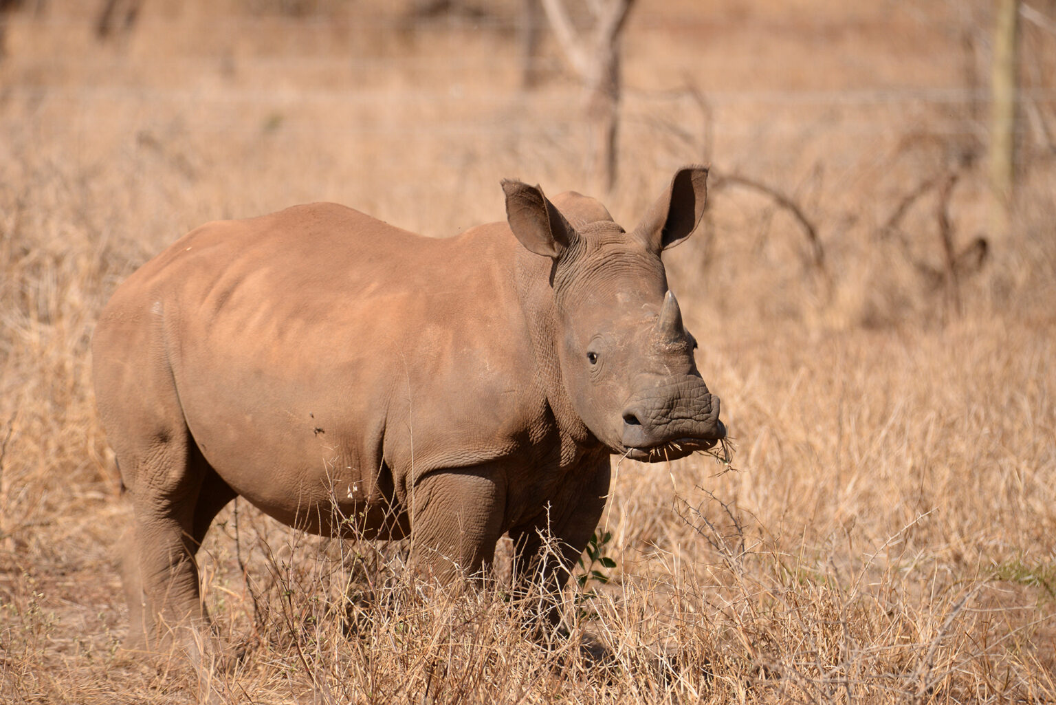 What Do Rhinos Eat? - Helping Rhinos : Helping Rhinos