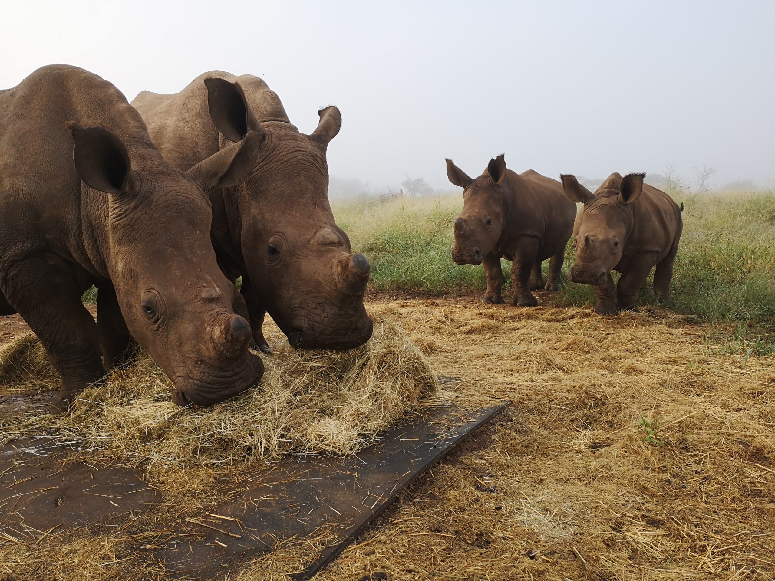 Hoeveel weegt een neushoorn? - Helping Rhinos : Helping Rhinos
