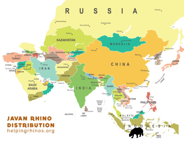 Javaanse neushoorn - Helping Rhinos : Helping Rhinos