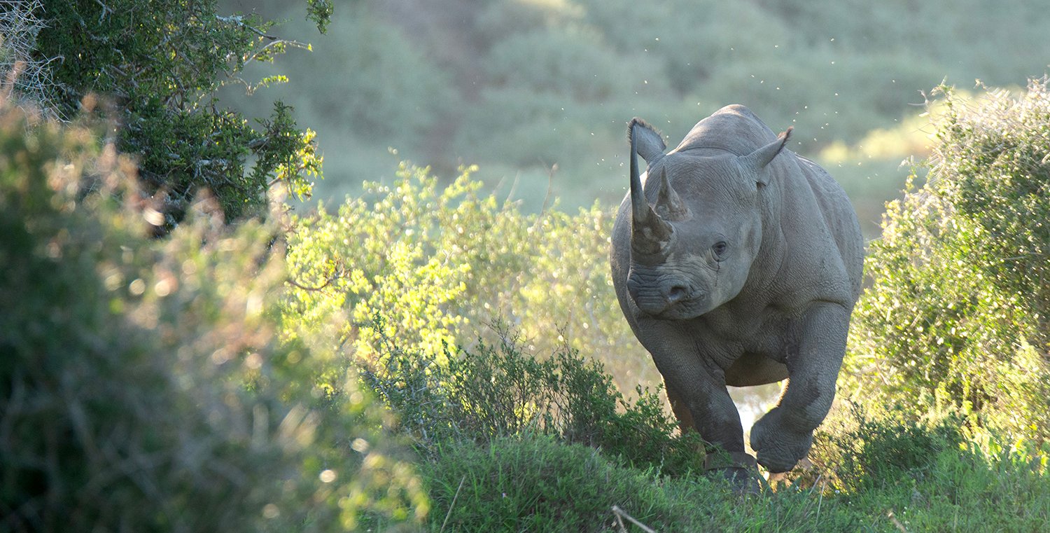 The Black Rhino: The Past, the Present and the Future - Helping Rhinos ...