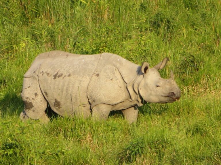How Much does a Rhino Weigh? - Helping Rhinos : Helping Rhinos