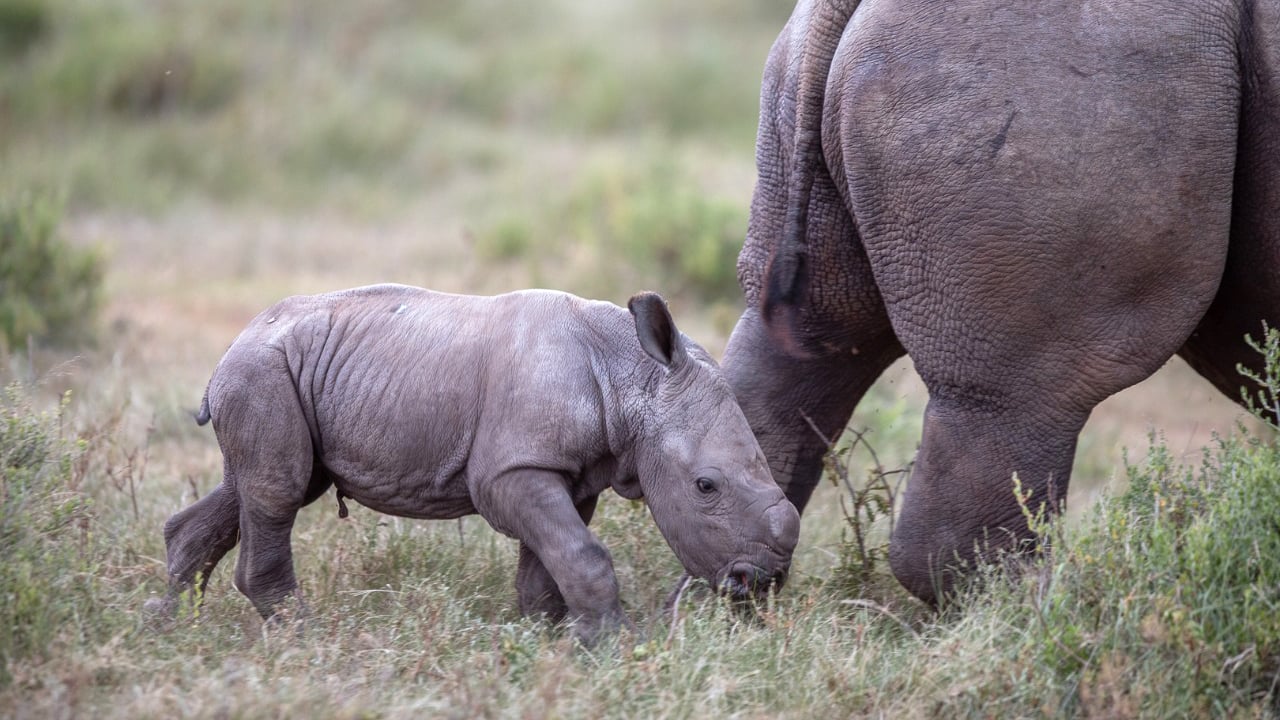 How Much does a Rhino Weigh? - Helping Rhinos : Helping Rhinos