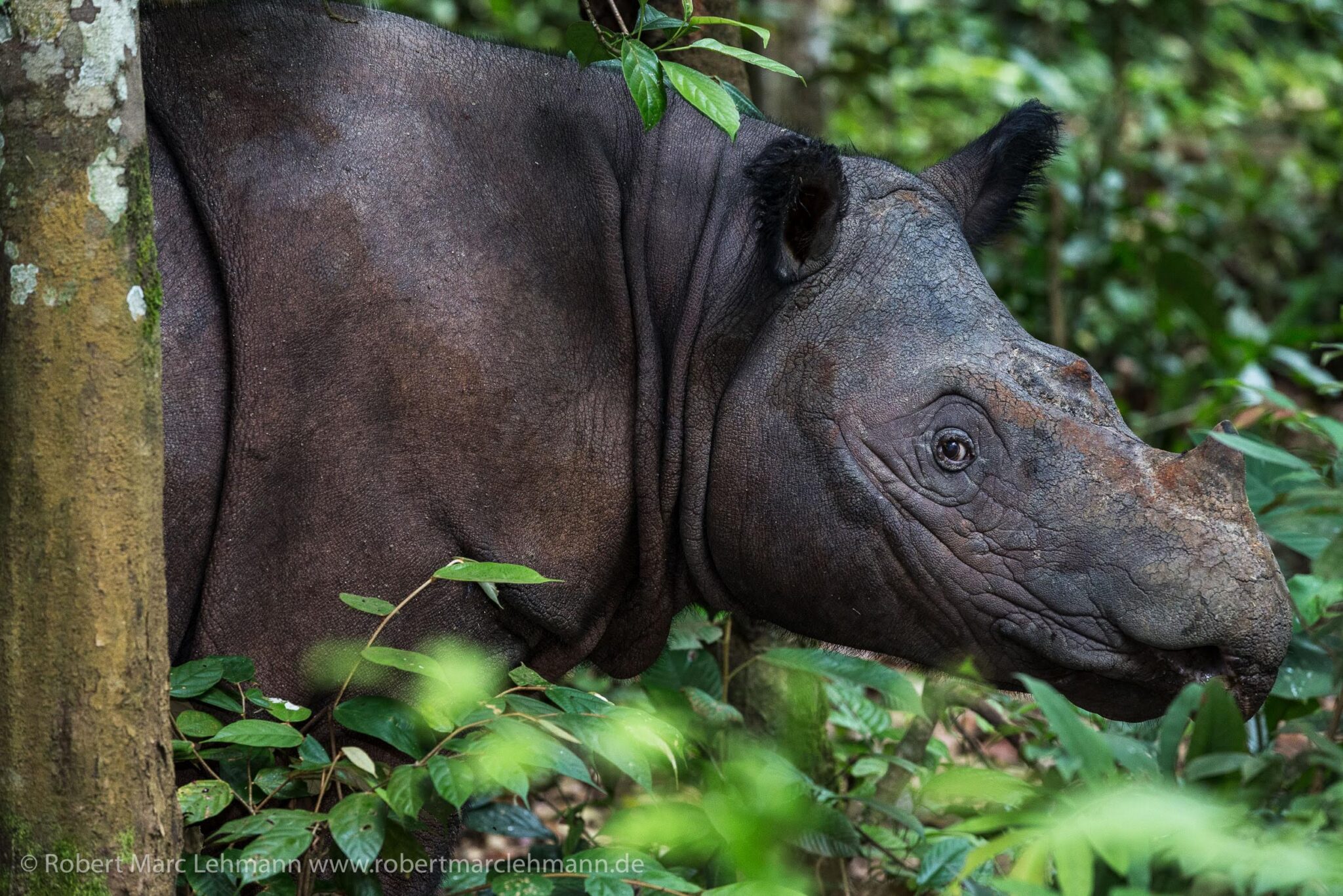 Are Rhinos Extinct? - Helping Rhinos : Helping Rhinos