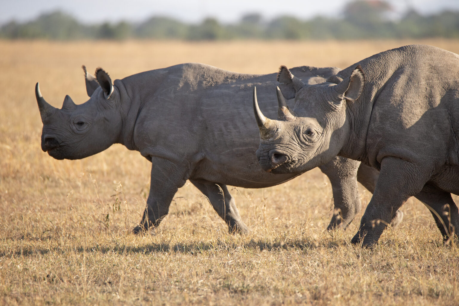 State of the Rhino Report 2024 - Helping Rhinos : Helping Rhinos