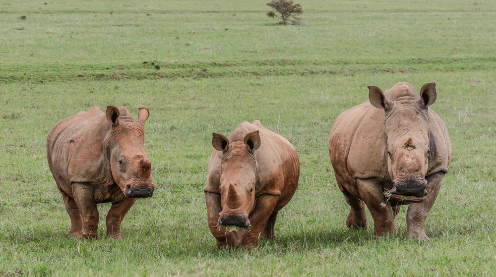 State of the Rhino Report 2024 - Helping Rhinos : Helping Rhinos
