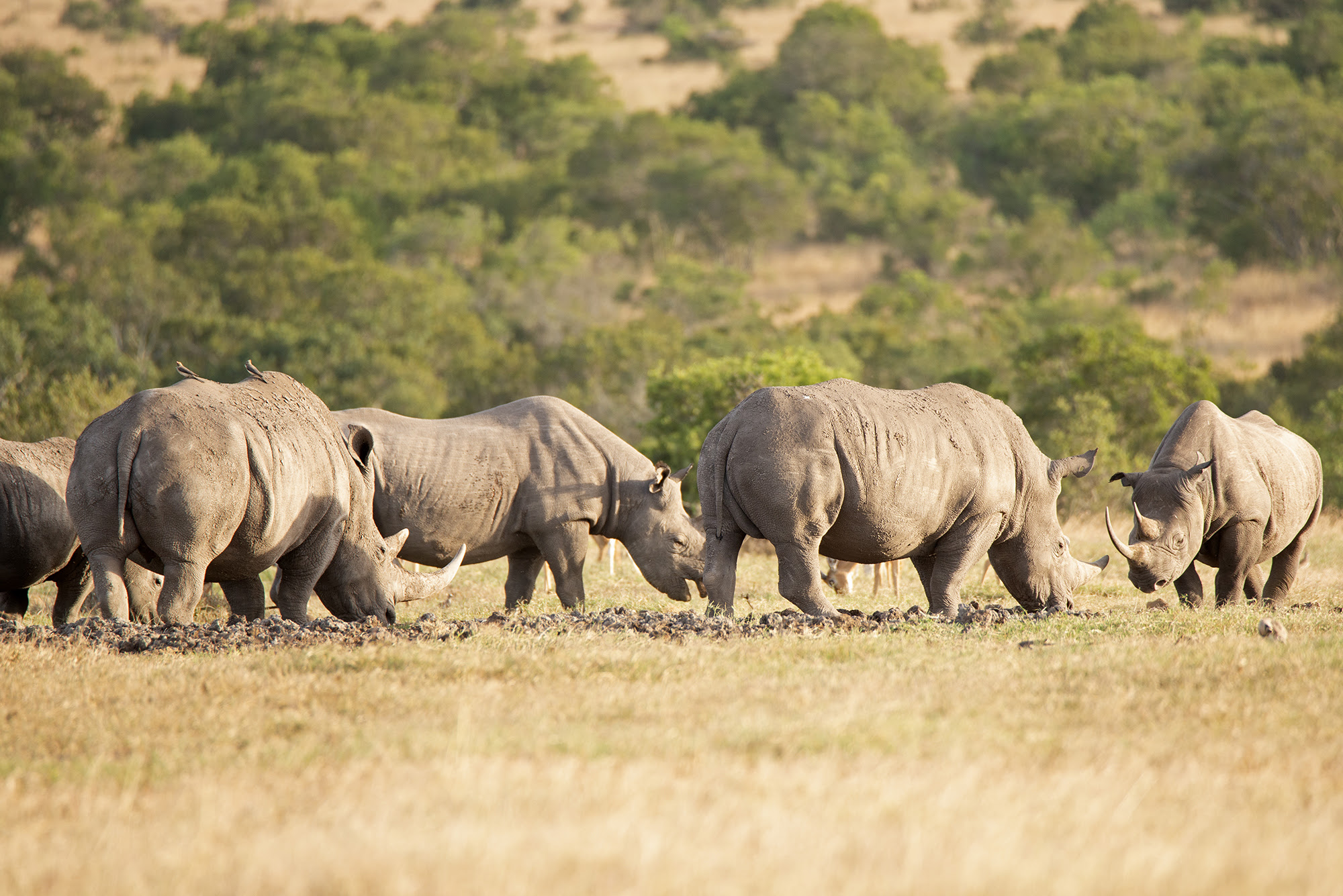 2024 Impact - Helping Rhinos : Helping Rhinos