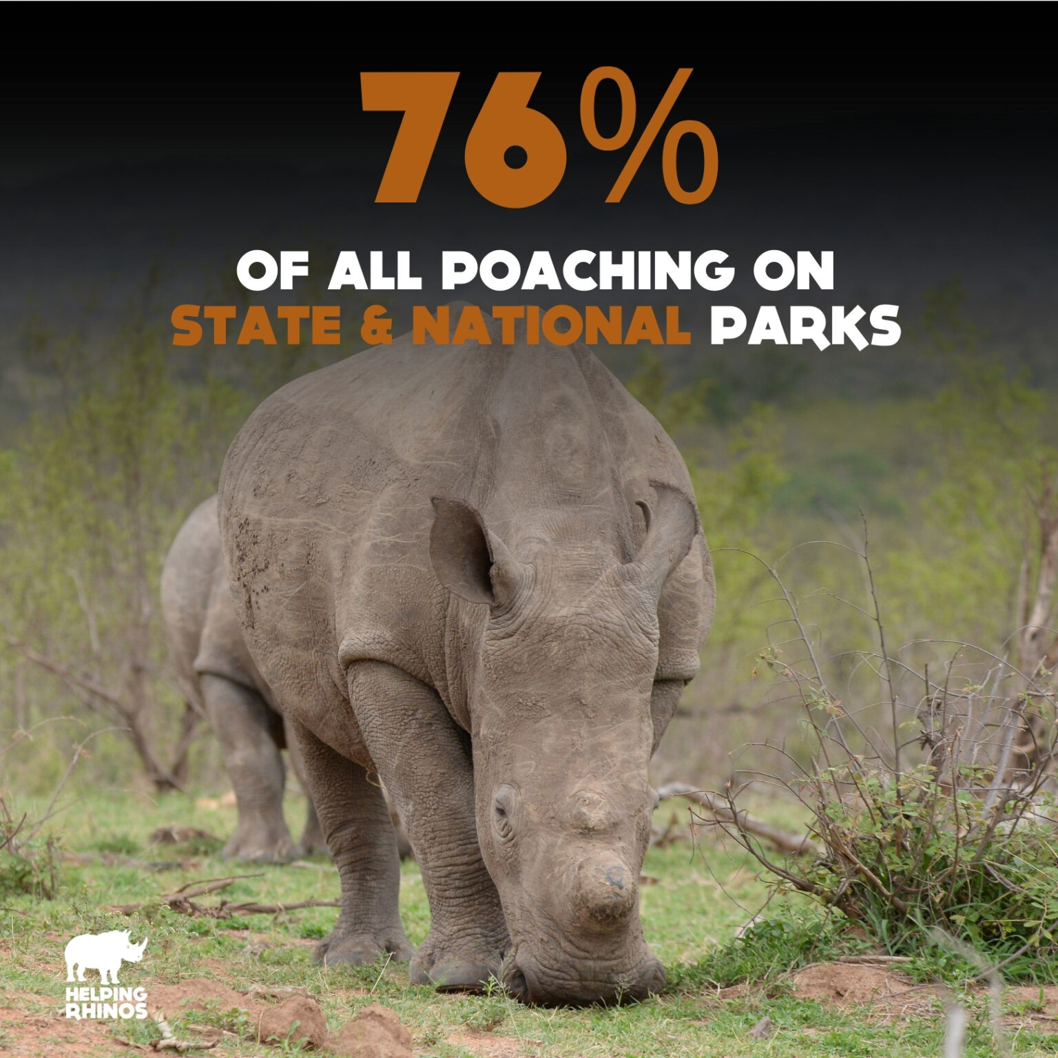 Rhino Poaching in 2024 - Helping Rhinos : Helping Rhinos