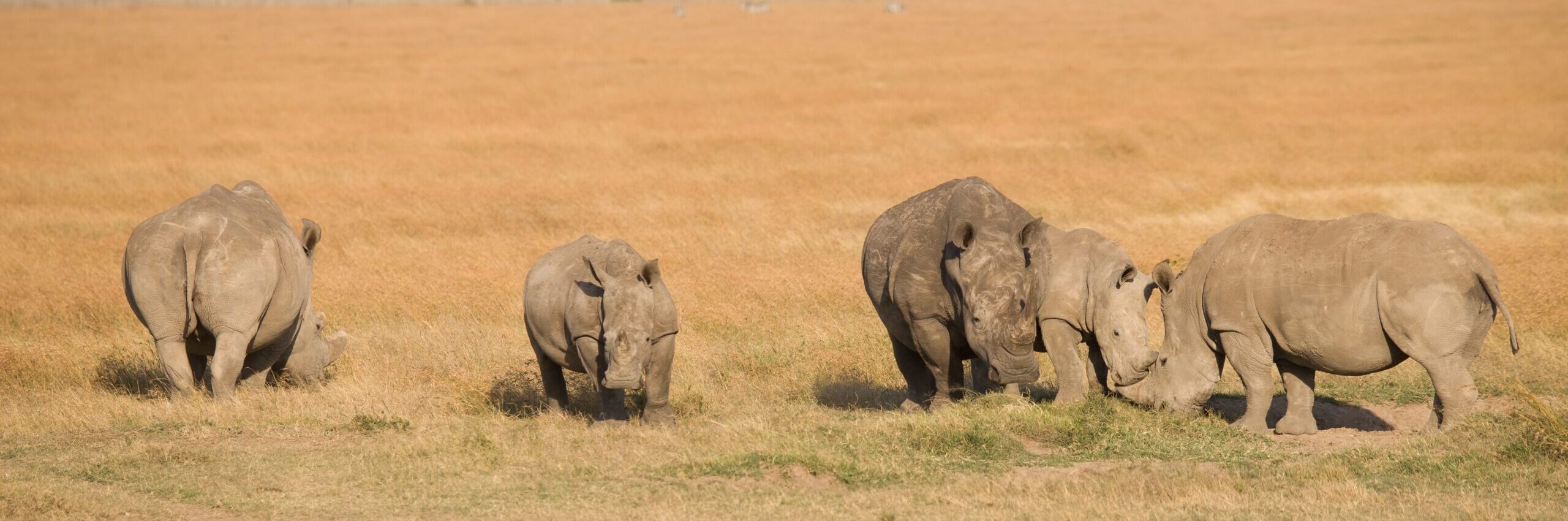 195 Rhinos Lost To Poachers In First Half Of 2025 - Helping Rhinos ...